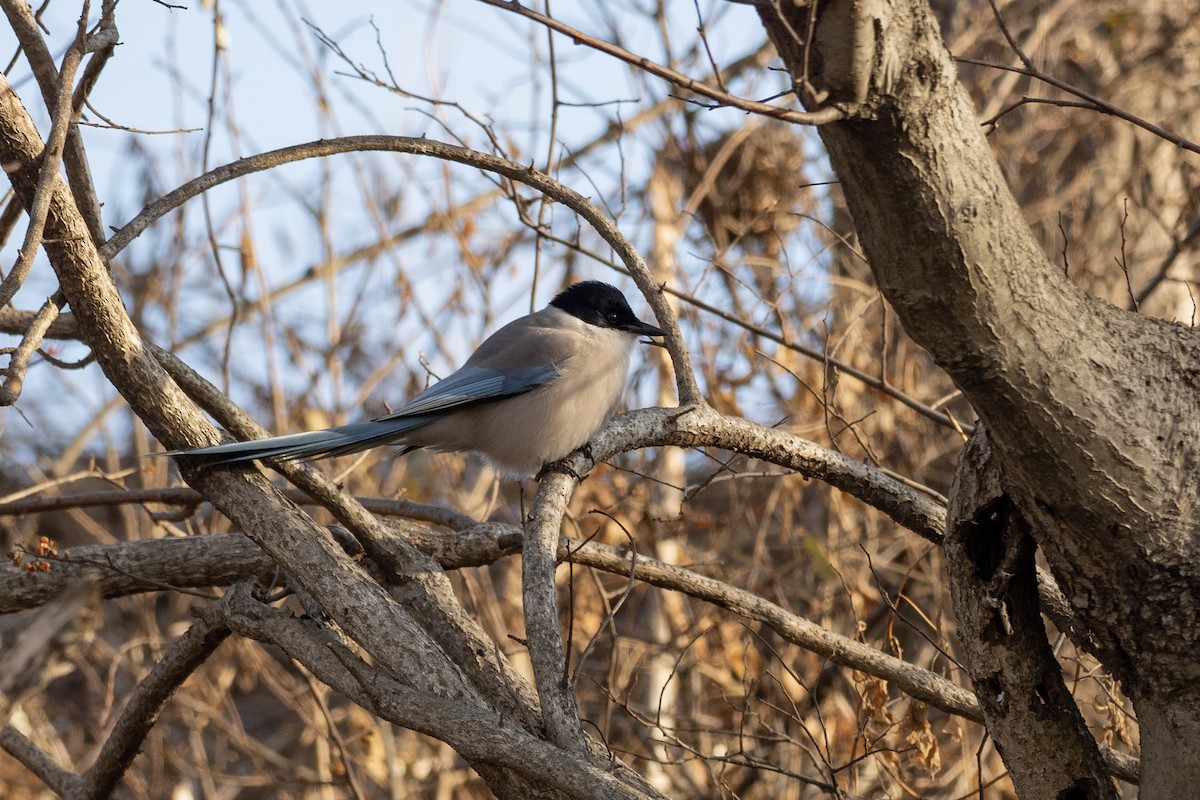 ML620615388 - Azure-winged Magpie - Macaulay Library