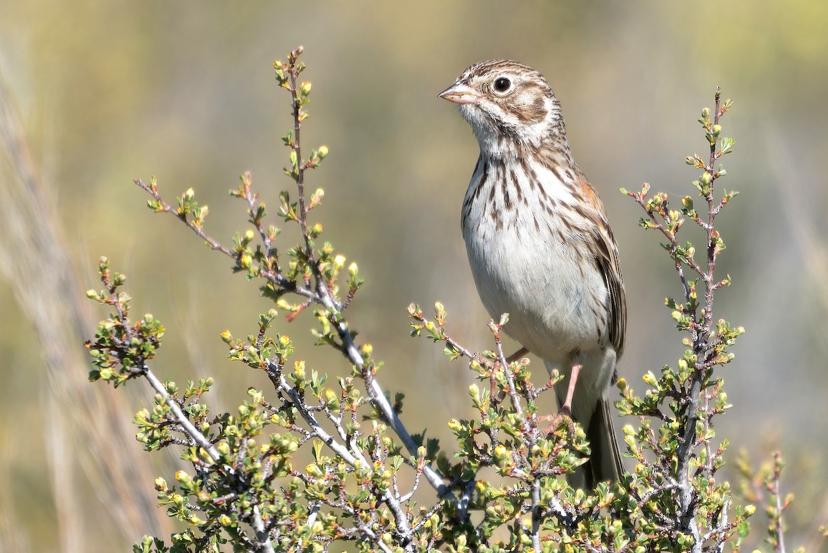 ML620620298 - Vesper Sparrow - Macaulay Library