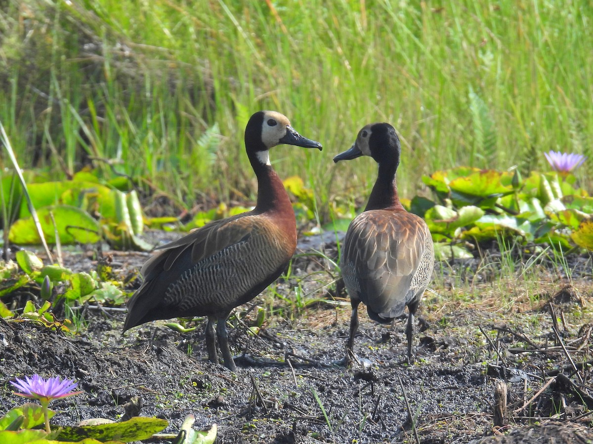 eBird Checklist - 30 May 2024 - Mabamba Swamp - 24 species