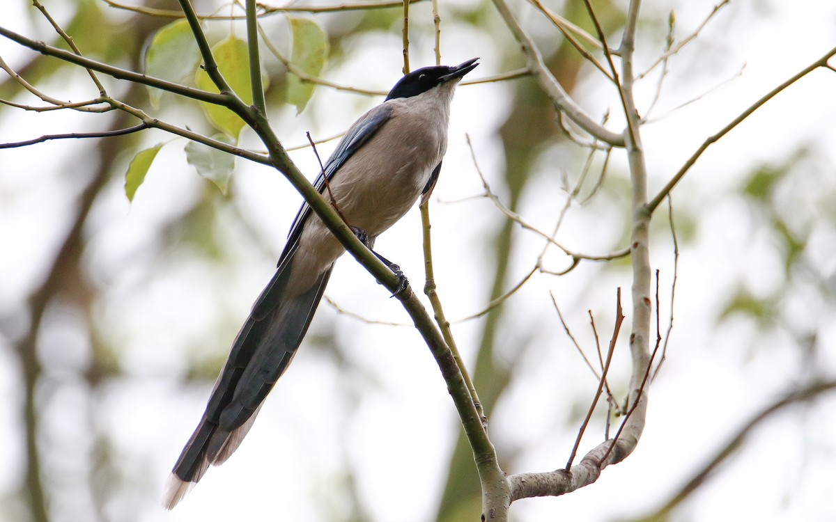 ML620633730 - Azure-winged Magpie (Japanese) - Macaulay Library