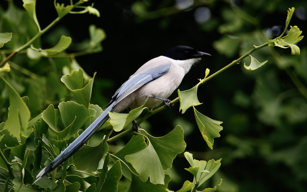 ML620633731 - Azure-winged Magpie (Japanese) - Macaulay Library