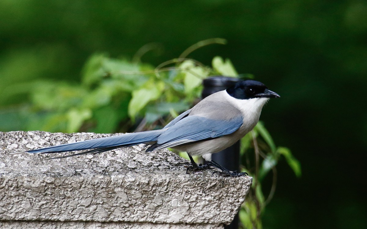ML620633831 - Azure-winged Magpie (Japanese) - Macaulay Library