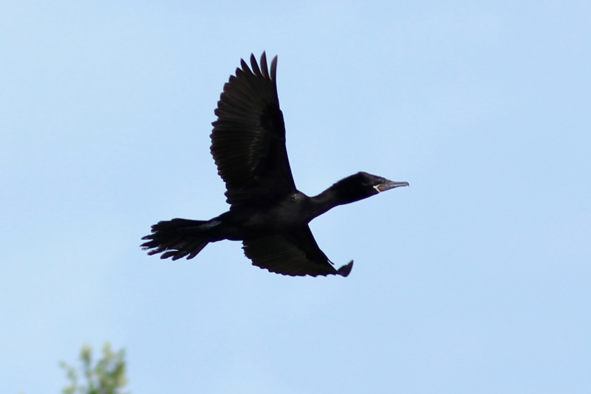 ML620644073 - Neotropic Cormorant - Macaulay Library