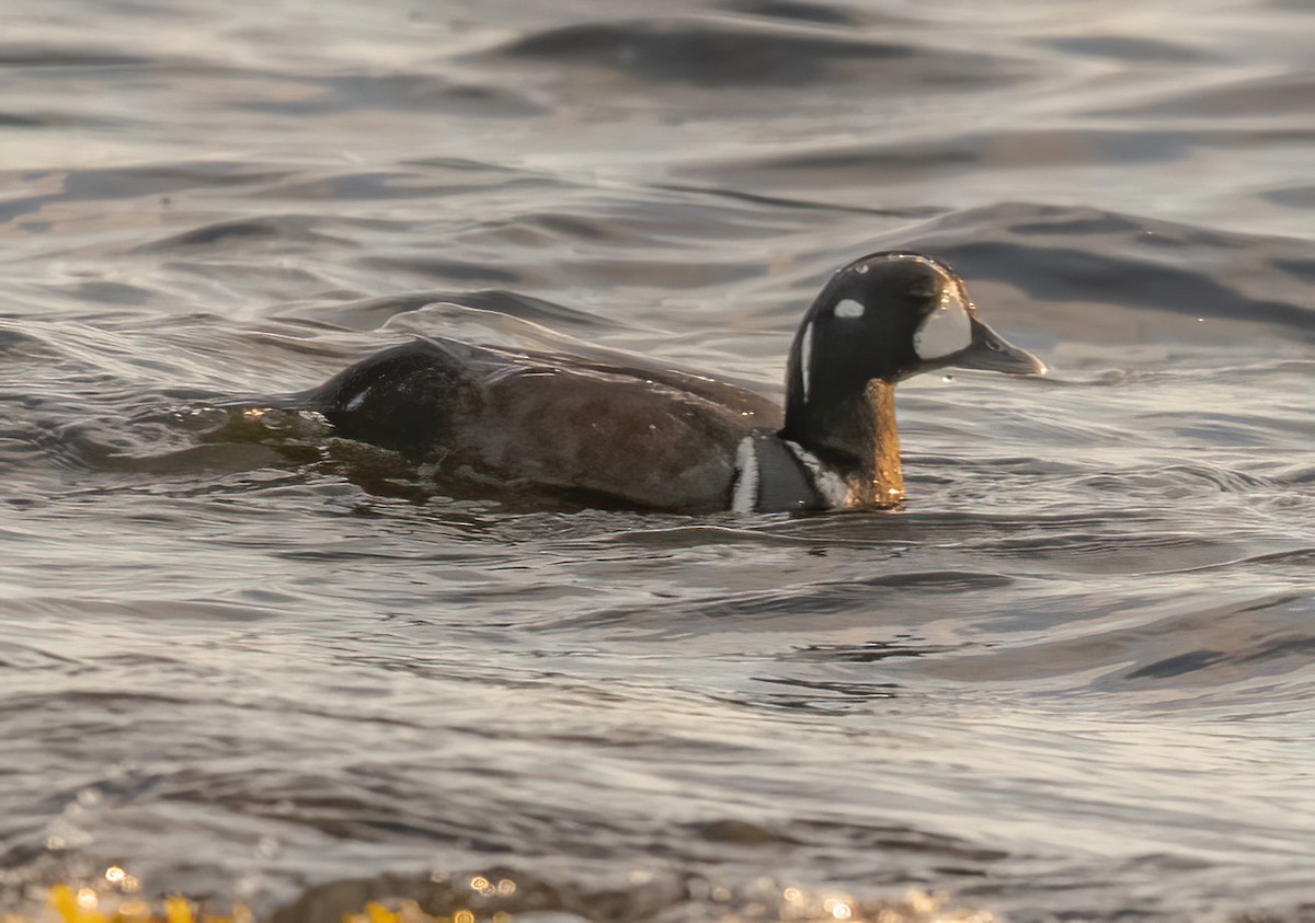 eBird Checklist - 25 May 2024 - Quai, Pointe-au-Père - 9 species