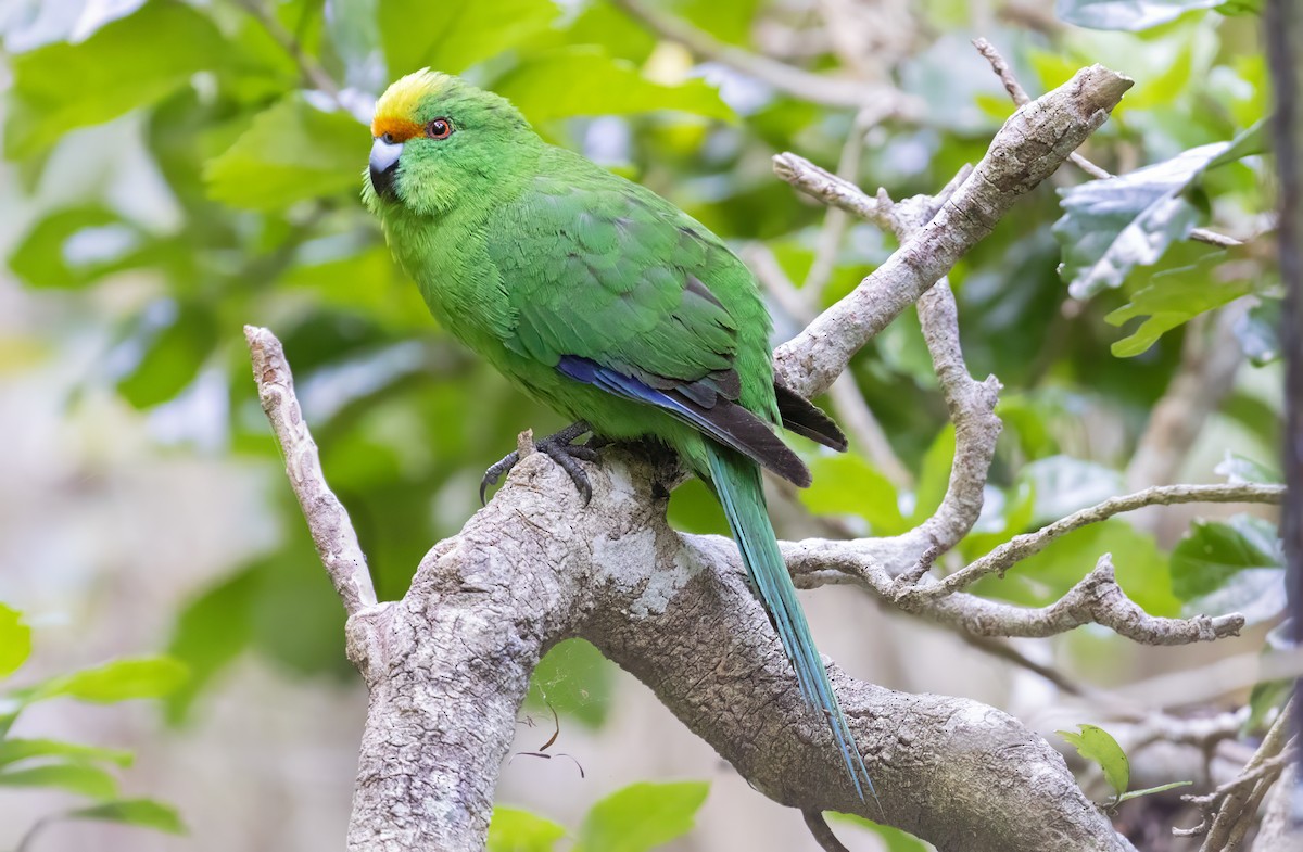 ML620663866 - Malherbe's Parakeet - Macaulay Library