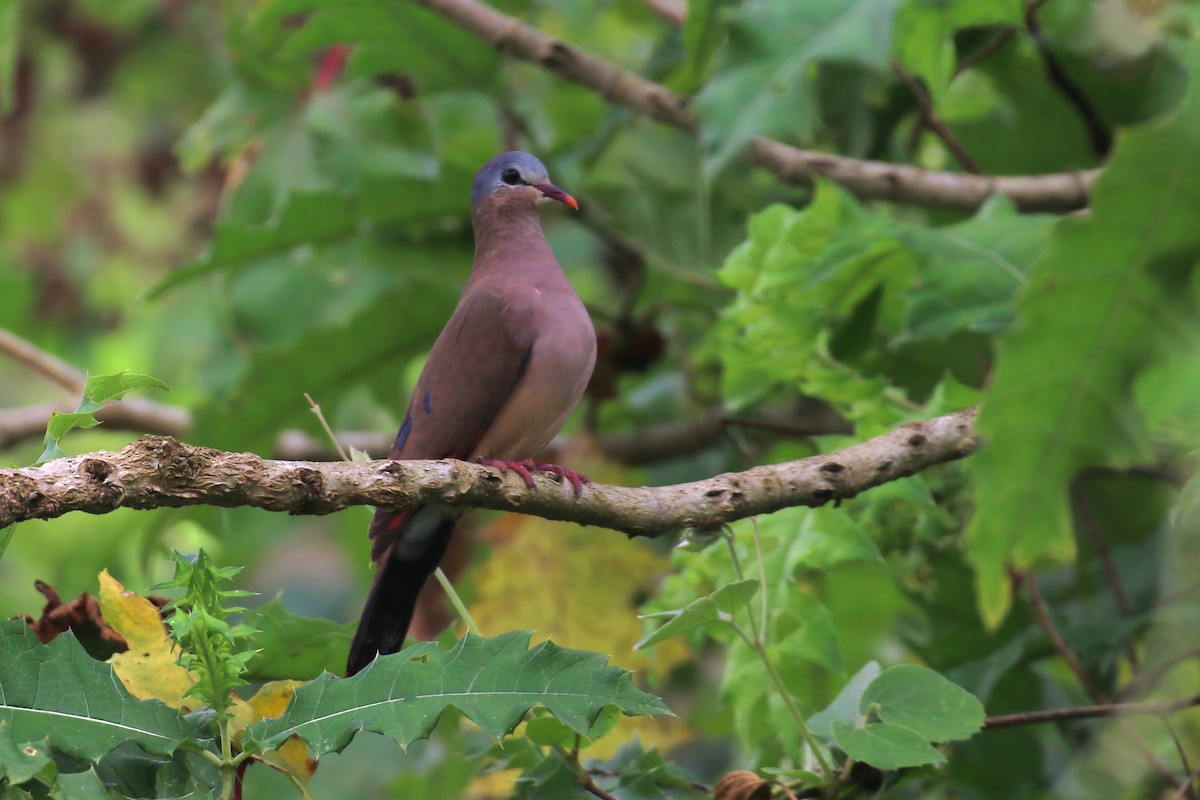 eBird Checklist - 17 Jun 2024 - Rumanyika Orugundu Game Reserve - 62 ...