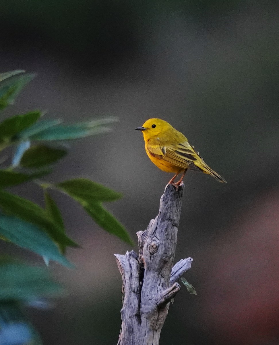 ML620669908 - Northern Yellow Warbler - Macaulay Library