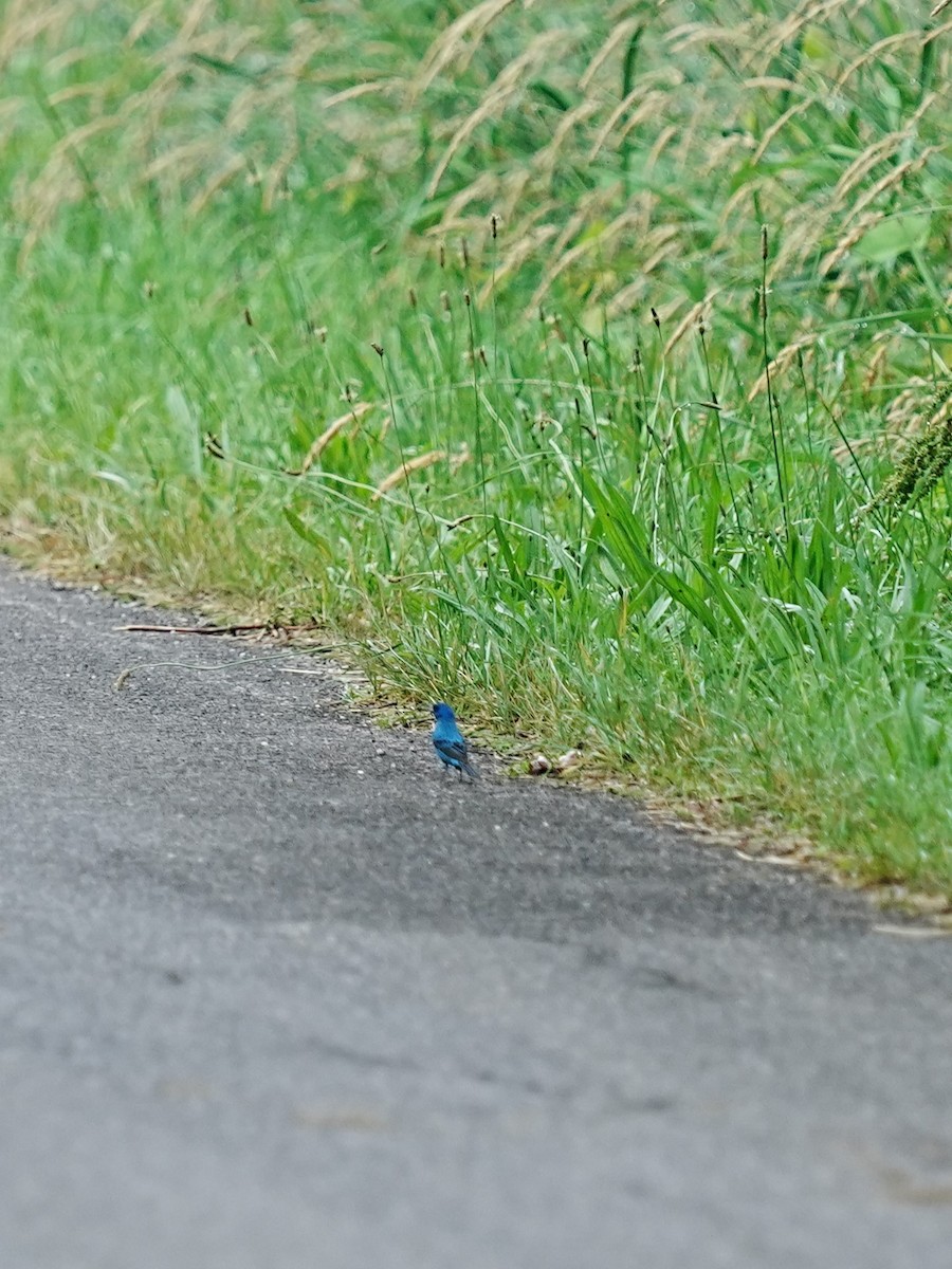 eBird Checklist - 19 Jun 2024 - Mosquito Creek Wildlife Area--Chaffee ...