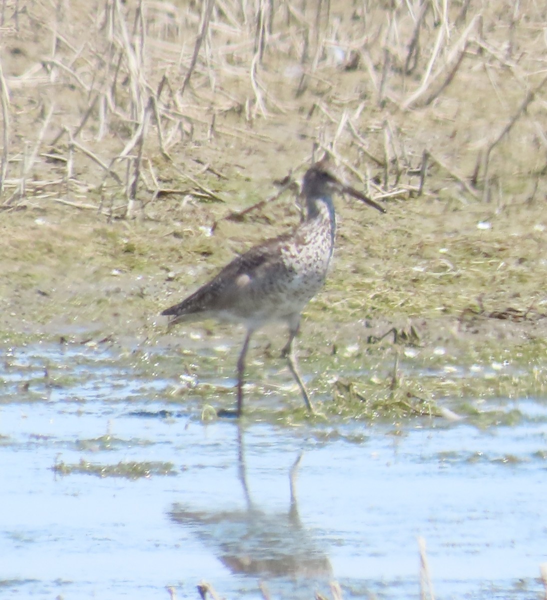 eBird Checklist - 21 Jun 2024 - Modoc NWR - 49 species (+1 other taxa)