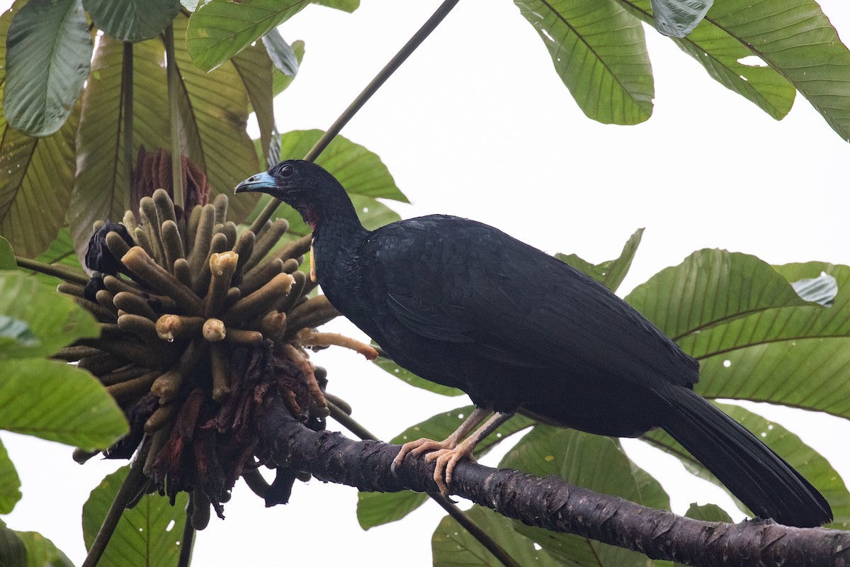 ML620696589 - Wattled Guan - Macaulay Library