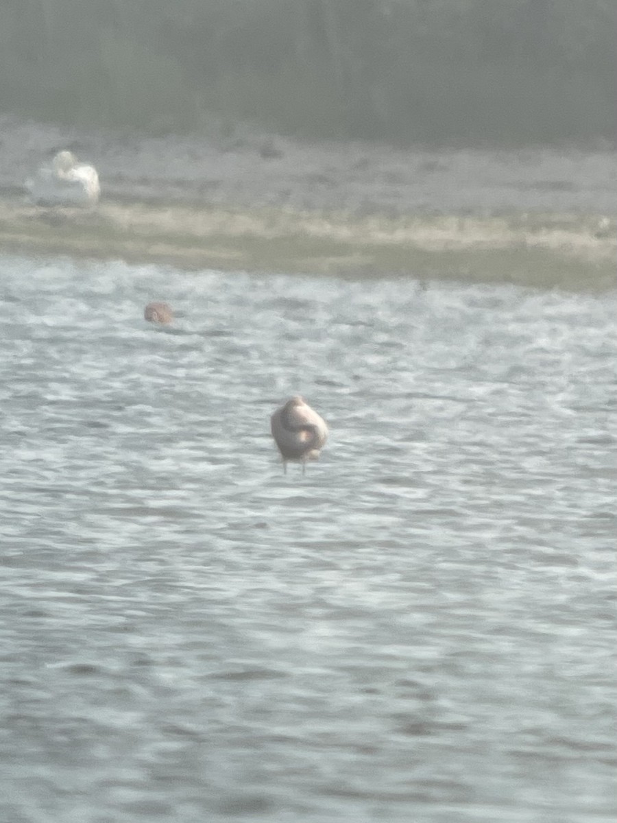 eBird Checklist - 22 Jun 2024 - Georgica Pond, East Hampton - 38 species