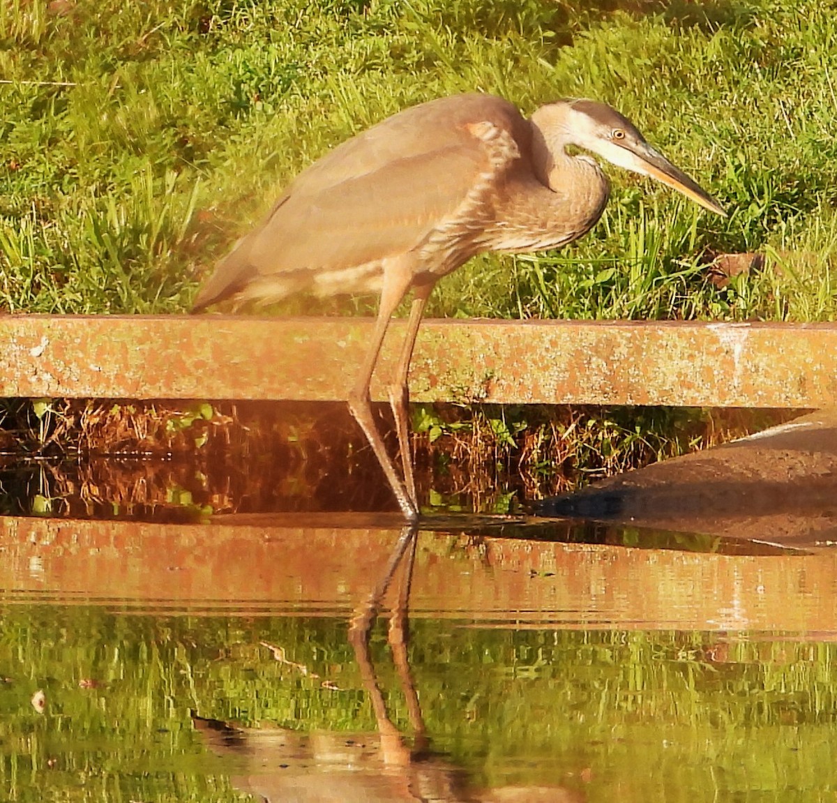 eBird Checklist - 22 Jun 2024 - Daniels Run Park - 29 species
