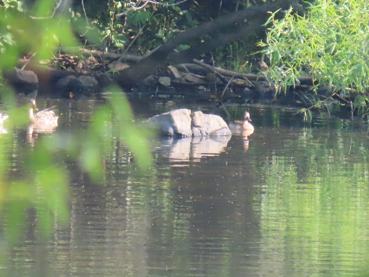 Pennsylvania Bird Atlas Checklist - 22 Jun 2024 - Hibernia County Park--Chambers Lake - 35 species