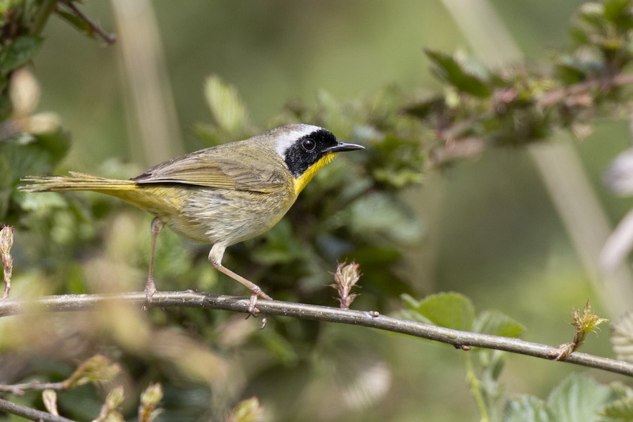 Common Yellowthroat (trichas Group) - eBird