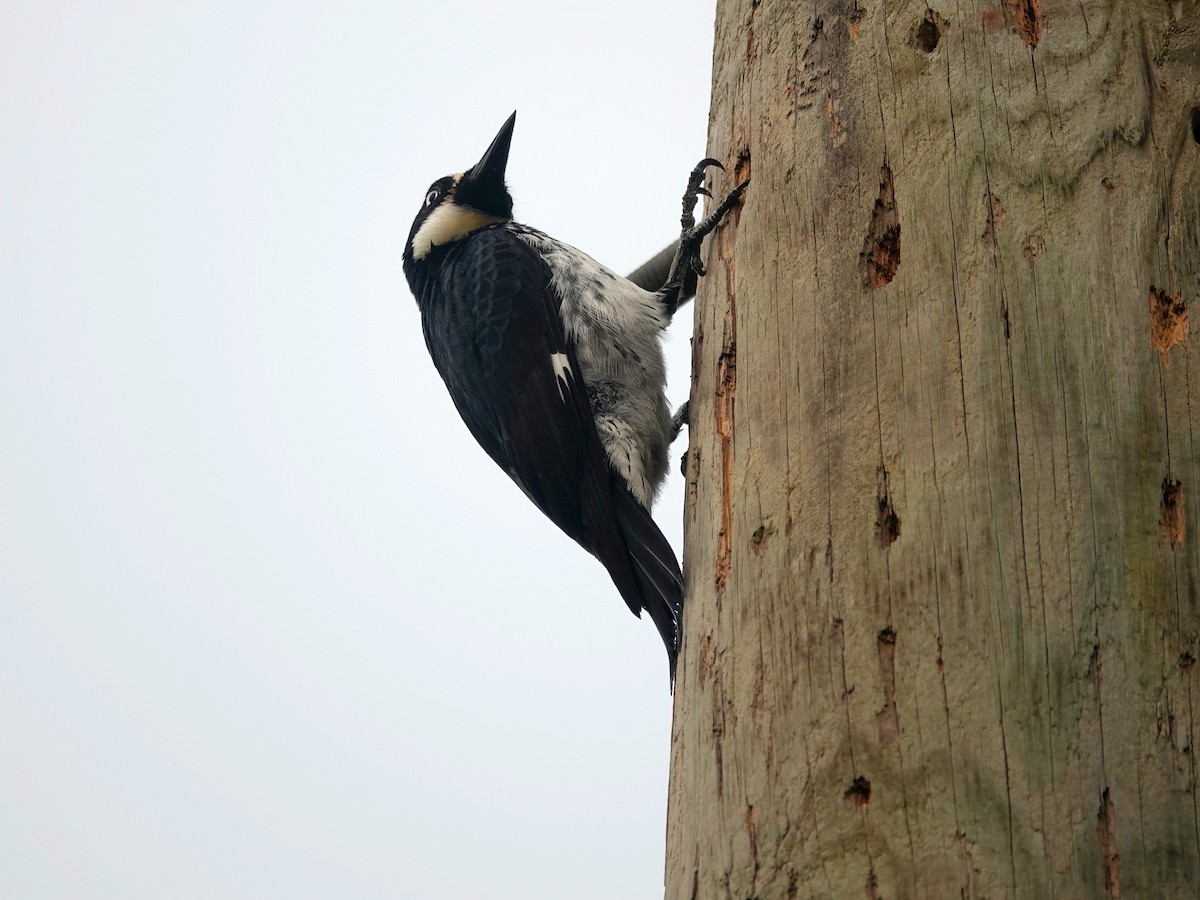 eBird Checklist - 14 May 2024 - Crooked Tree Village - 1 species