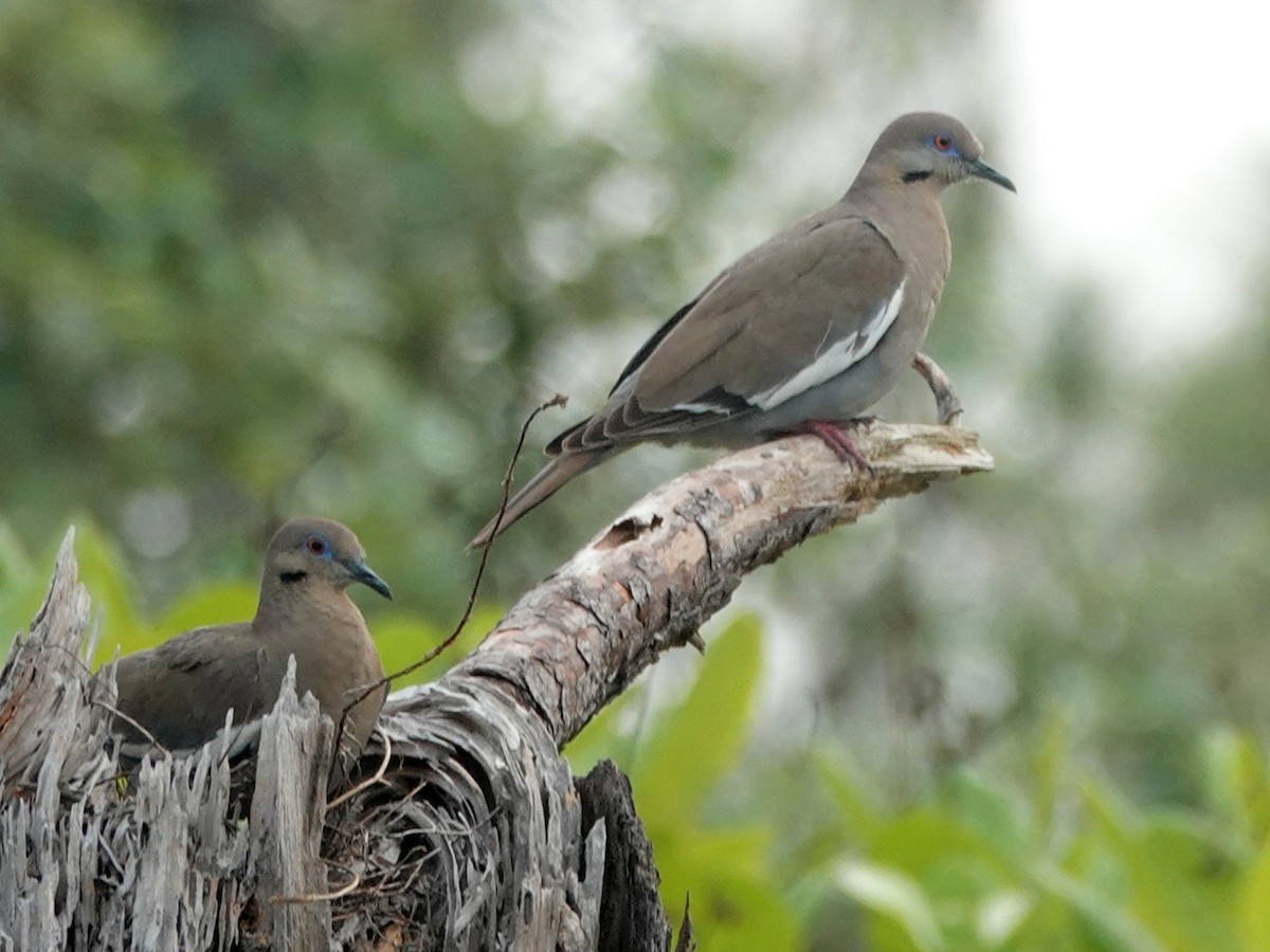 eBird Checklist - 14 May 2024 - Crooked Tree Wildlife Sanctuary--Bird's ...