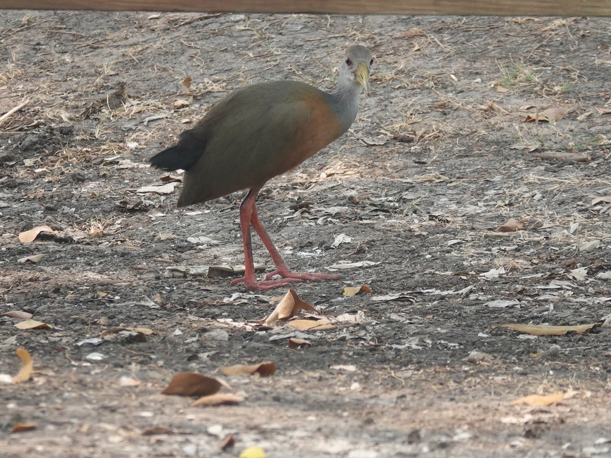 eBird Checklist - 14 May 2024 - Crooked Tree Wildlife Sanctuary--Bird's ...