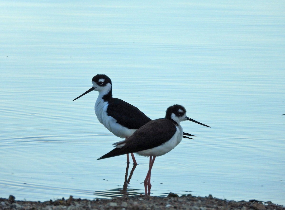 eBird Checklist - 23 Jun 2024 - Frank G. Bonelli RP/Puddingstone ...