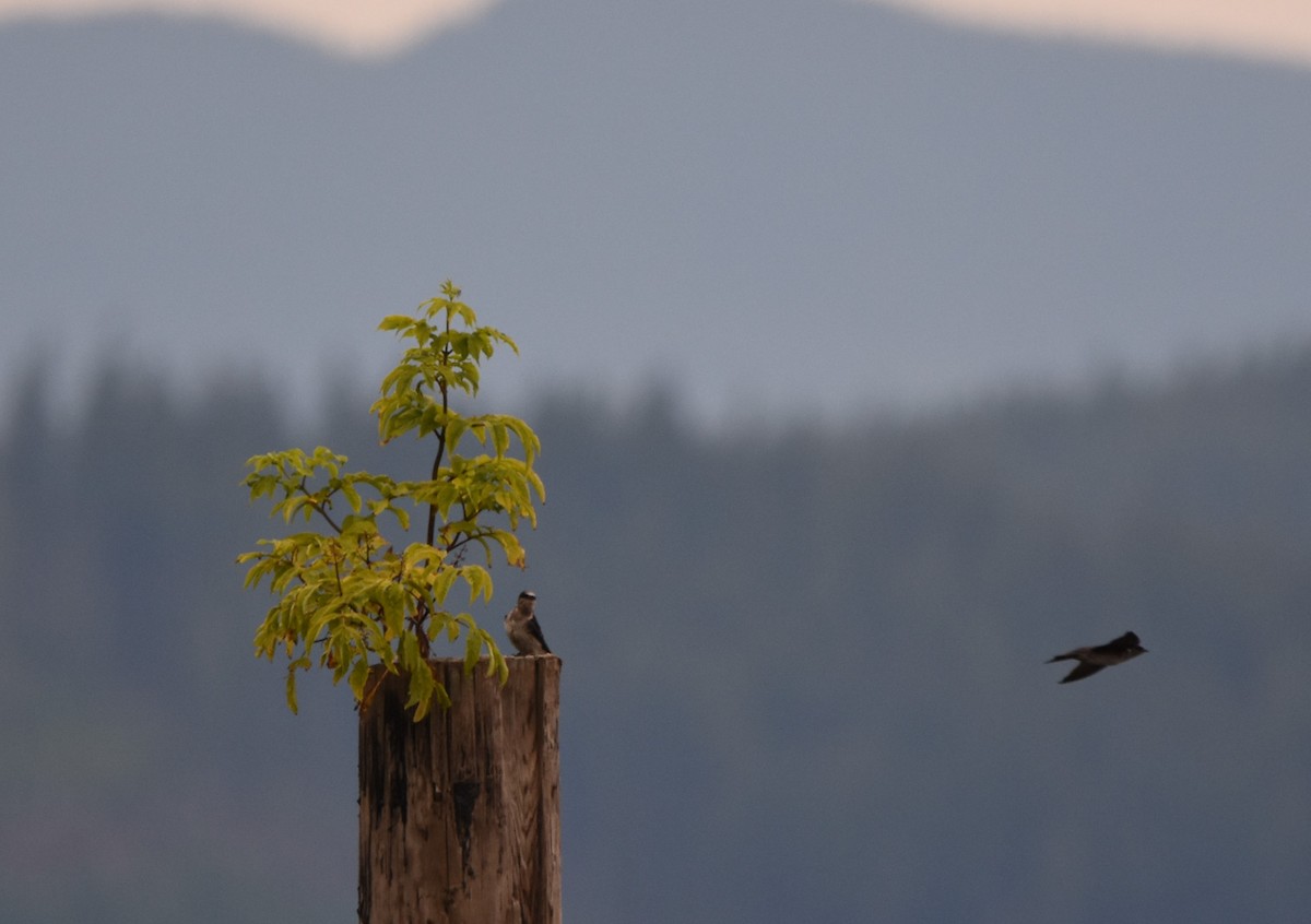 eBird Checklist - 22 Jun 2024 - Little Bear Bay - 26 species