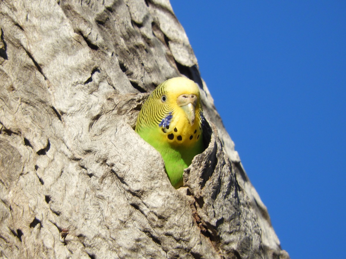 Budgerigar - Melopsittacus undulatus - Media Search - Macaulay Library ...