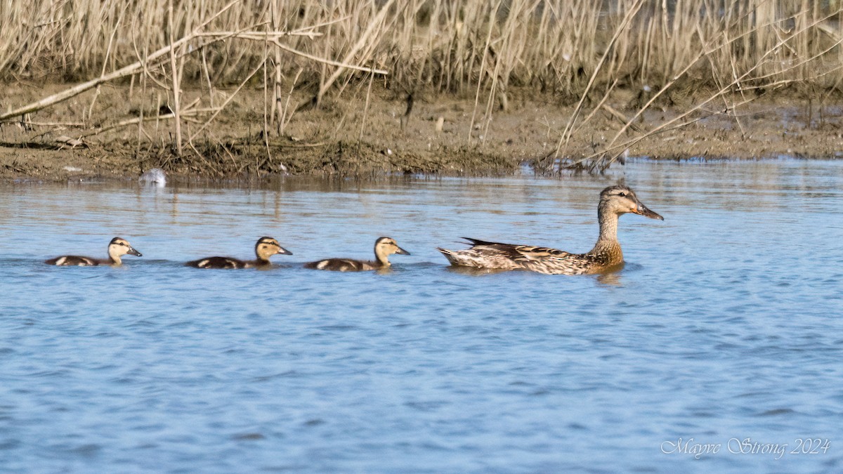 eBird Checklist - 24 Jun 2024 - Hagerman NWR - 45 species