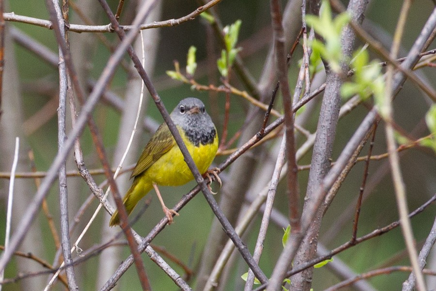 Connecticut x Mourning Warbler (hybrid) - eBird