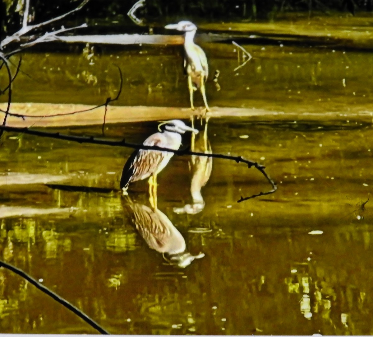 eBird Checklist - 24 Jun 2024 - I-20 Pond/Jenna Welch Nature Ctr. (FWTX ...