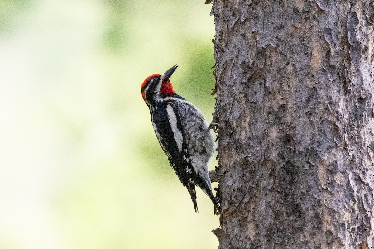 eBird Checklist - 24 Jun 2024 - Rocky Mountain NP--Wild Basin area - 24 ...