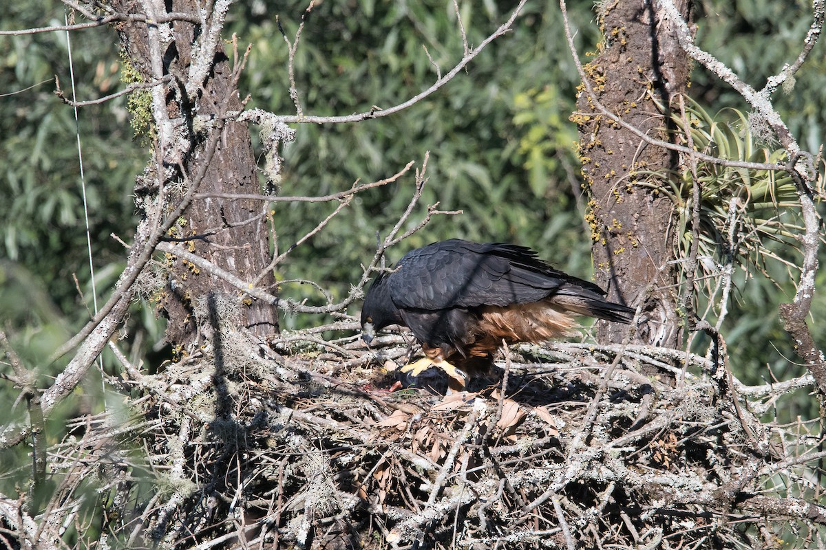 ML620816752 - Black-and-chestnut Eagle - Macaulay Library