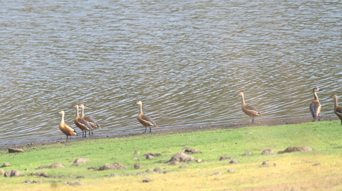 eBird Checklist - 25 Jun 2024 - Dumna Nature Reserve Park - 62 species ...