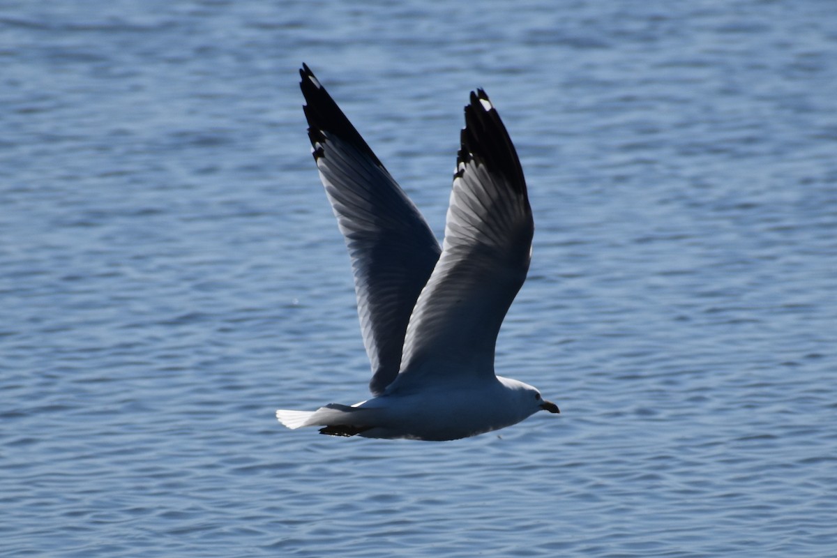 eBird Checklist - 5 May 2024 - Henry WPA - 6 species