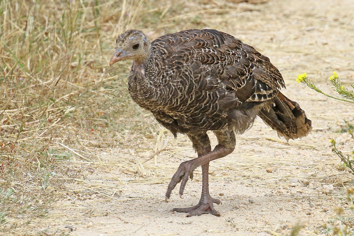 eBird Checklist - 25 Jun 2024 - Palo Corona RP--Front Ranch Unit - 37 ...