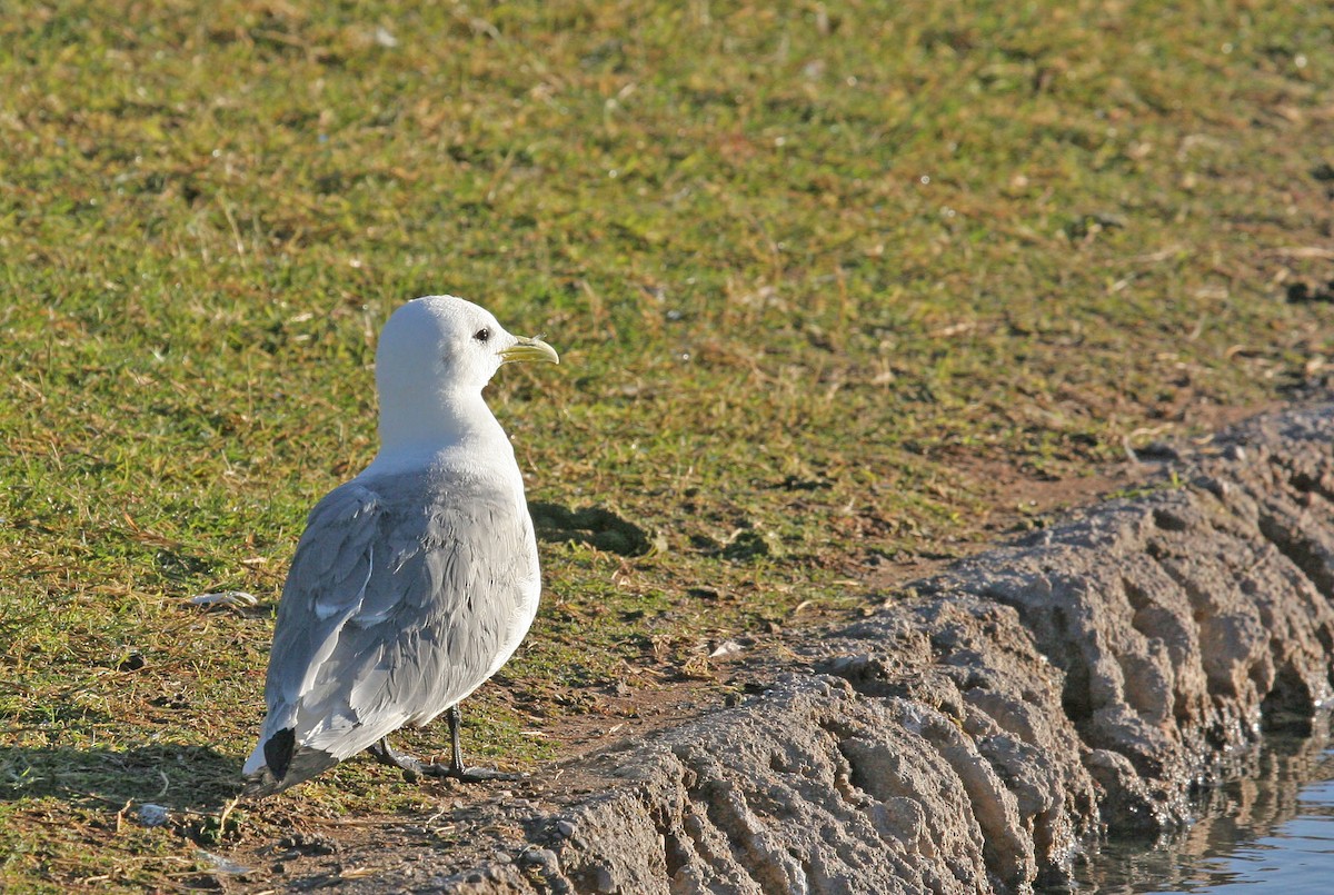 eBird Checklist - 3 Nov 2011 - Villago Community Park - 1 species