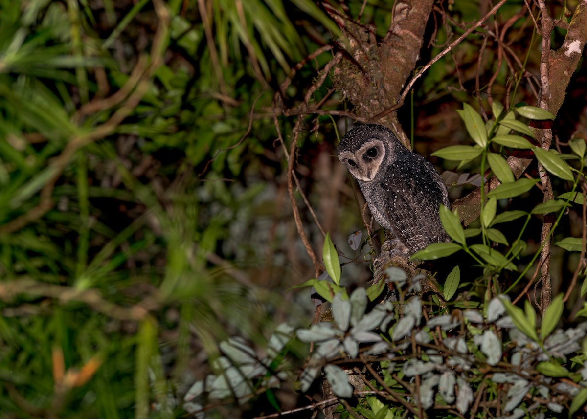 eBird Checklist - 28 Aug 2021 - Mt Lewis - 1 species