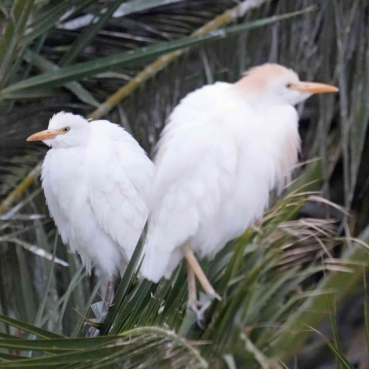 eBird Checklist - 26 Jun 2024 - Hotel Riu Paraiso Lanzarote - 3 species