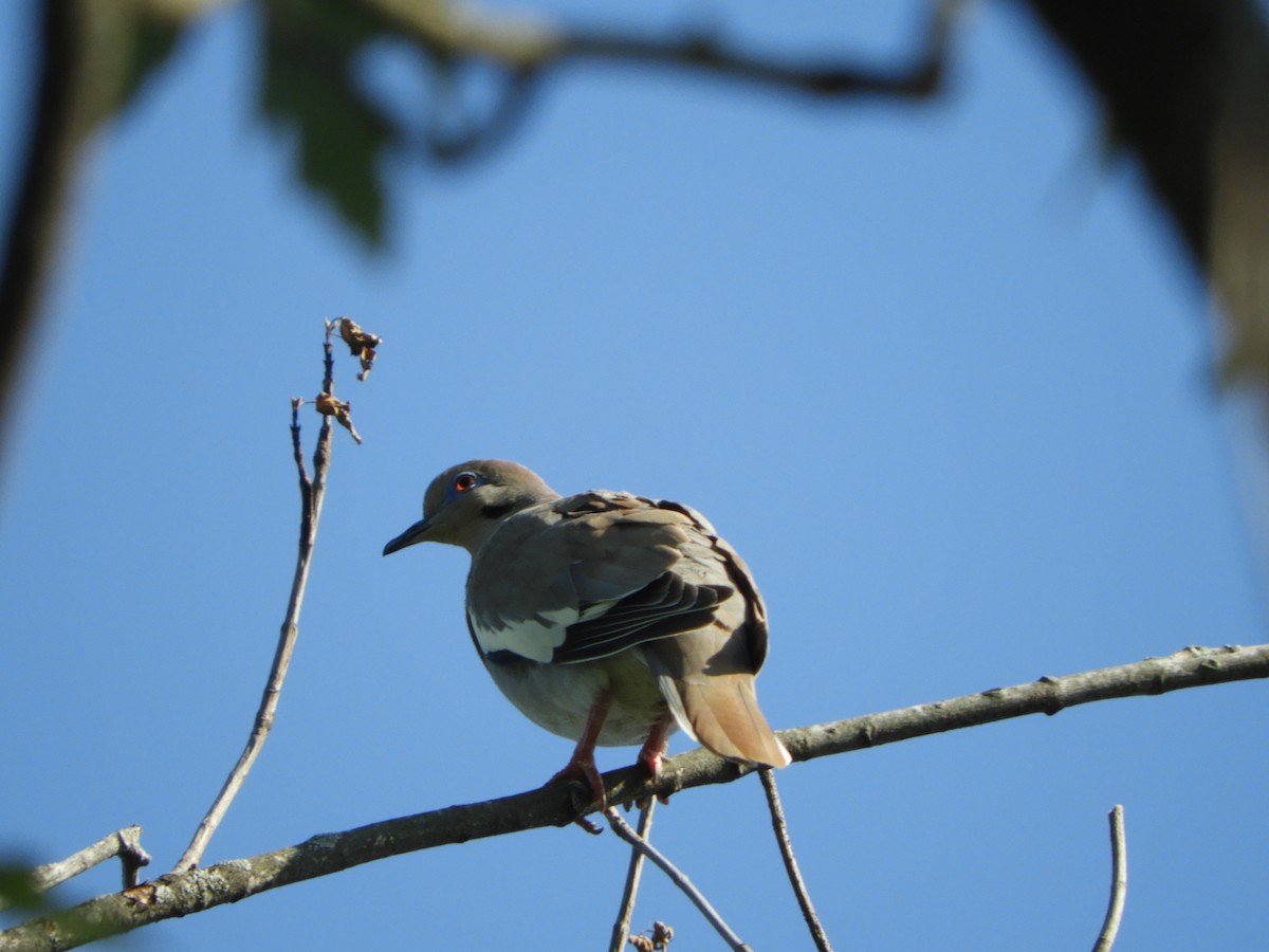 eBird Checklist - 26 Jun 2024 - stakeout White-winged Doves (Arceme Ave ...