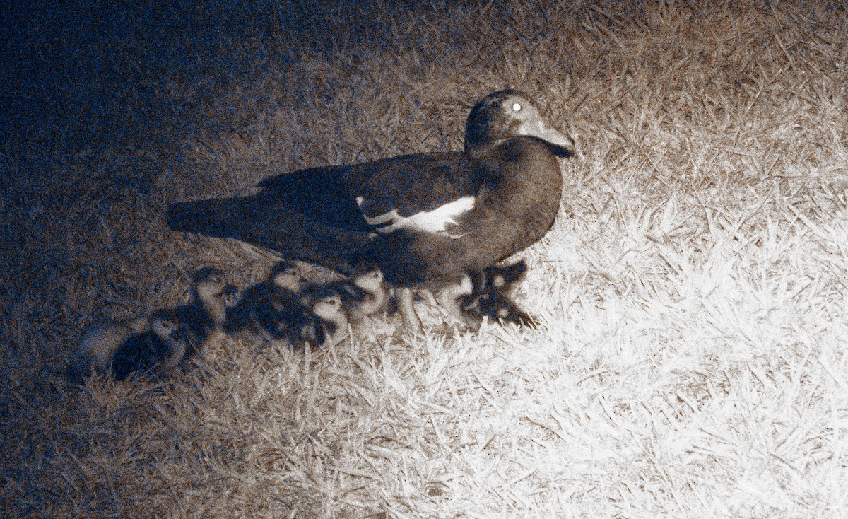 ML620877640 - Muscovy Duck (Domestic type) - Macaulay Library