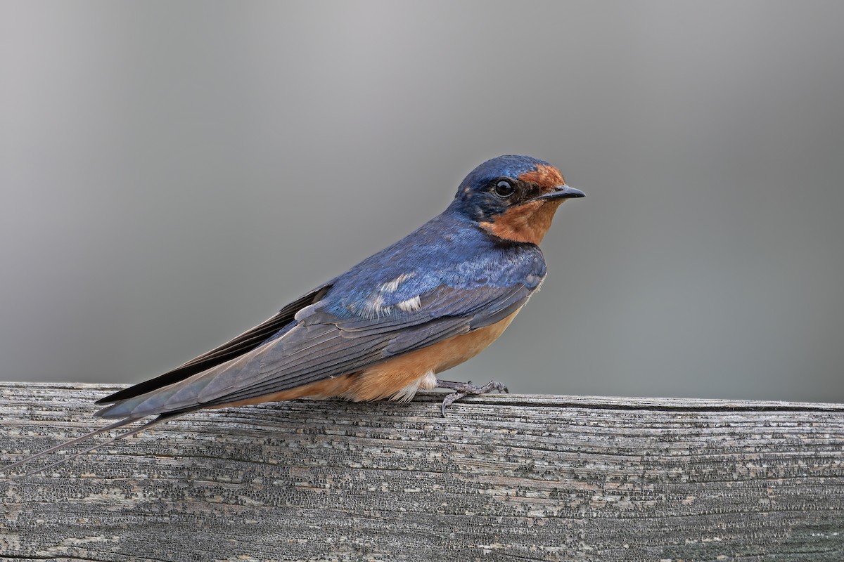 Barn Swallow - Hirundo rustica - Media Search - Macaulay Library and eBird