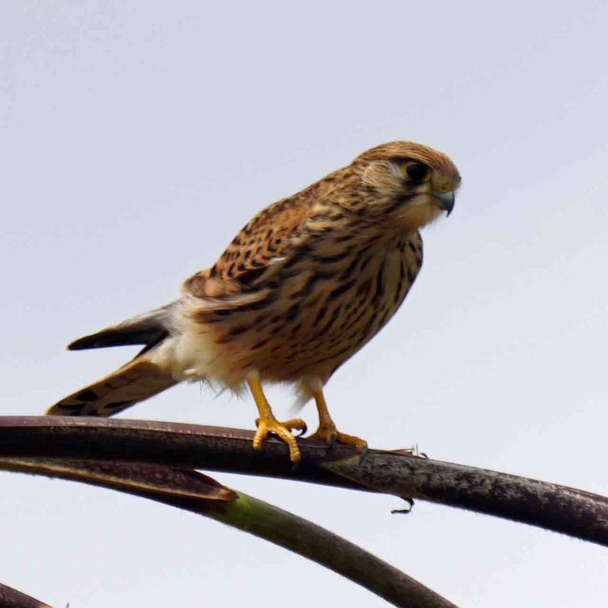 eBird Checklist - 27 Jun 2024 - Lanzarote Golf, Tías ES-Palmas 28.93606 ...