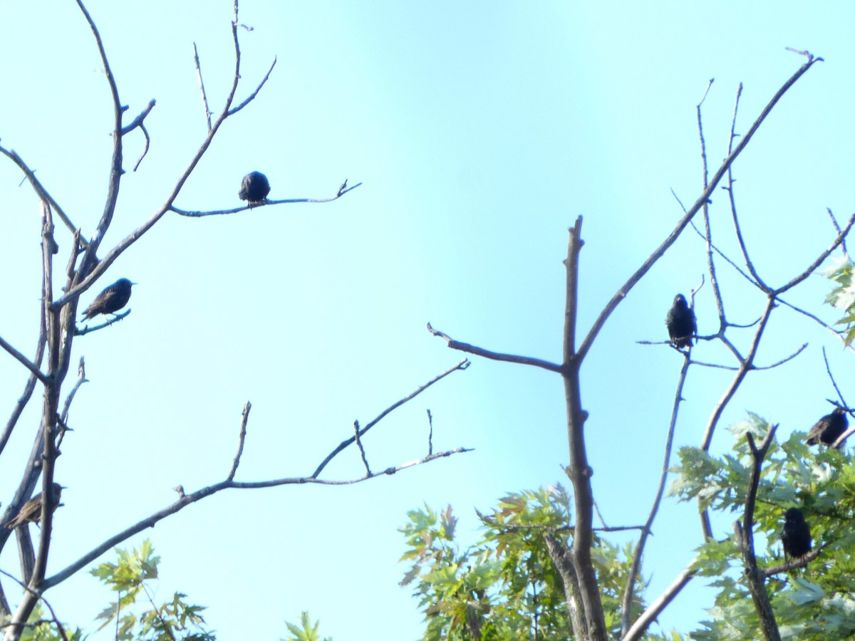 eBird Checklist - 24 Jun 2024 - King East, Kitchener, ON, Canada - 8 ...