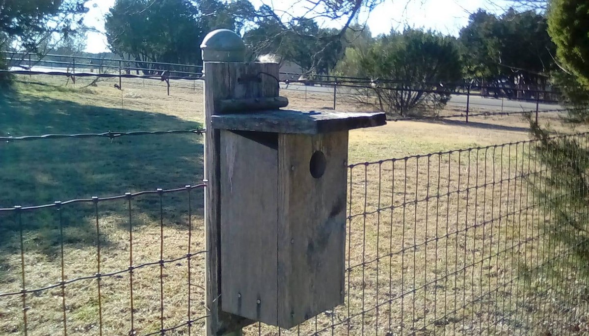 eBird Checklist - 11 Jun 2024 - Kelly's Bird Sanctuary @ Feild Feeders ...