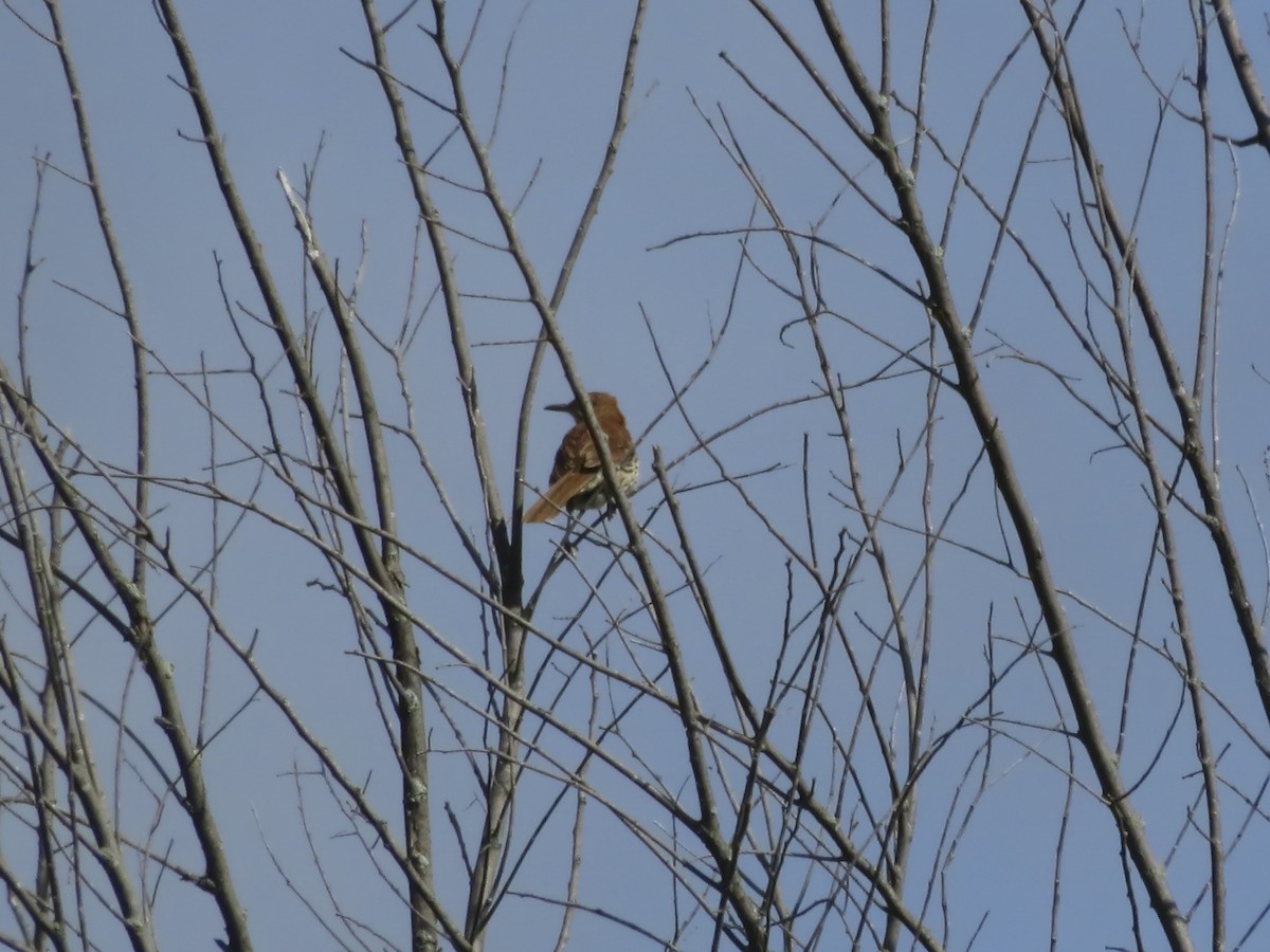eBird Checklist - 27 Jun 2024 - Sharon Mills Co. Park--north - 12 ...