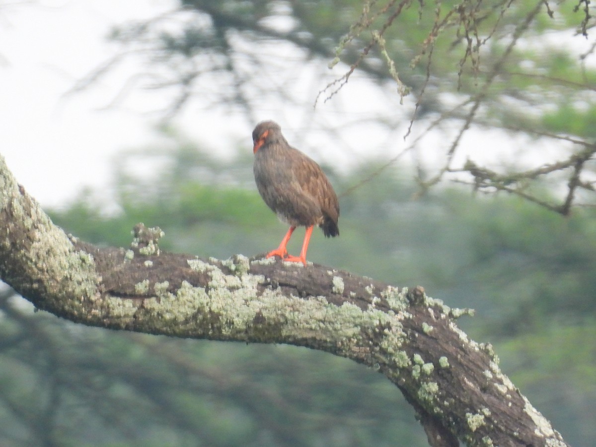 eBird Checklist - 7 Jun 2024 - Ntungamo - Katunguru Road, Bunyaruguru ...