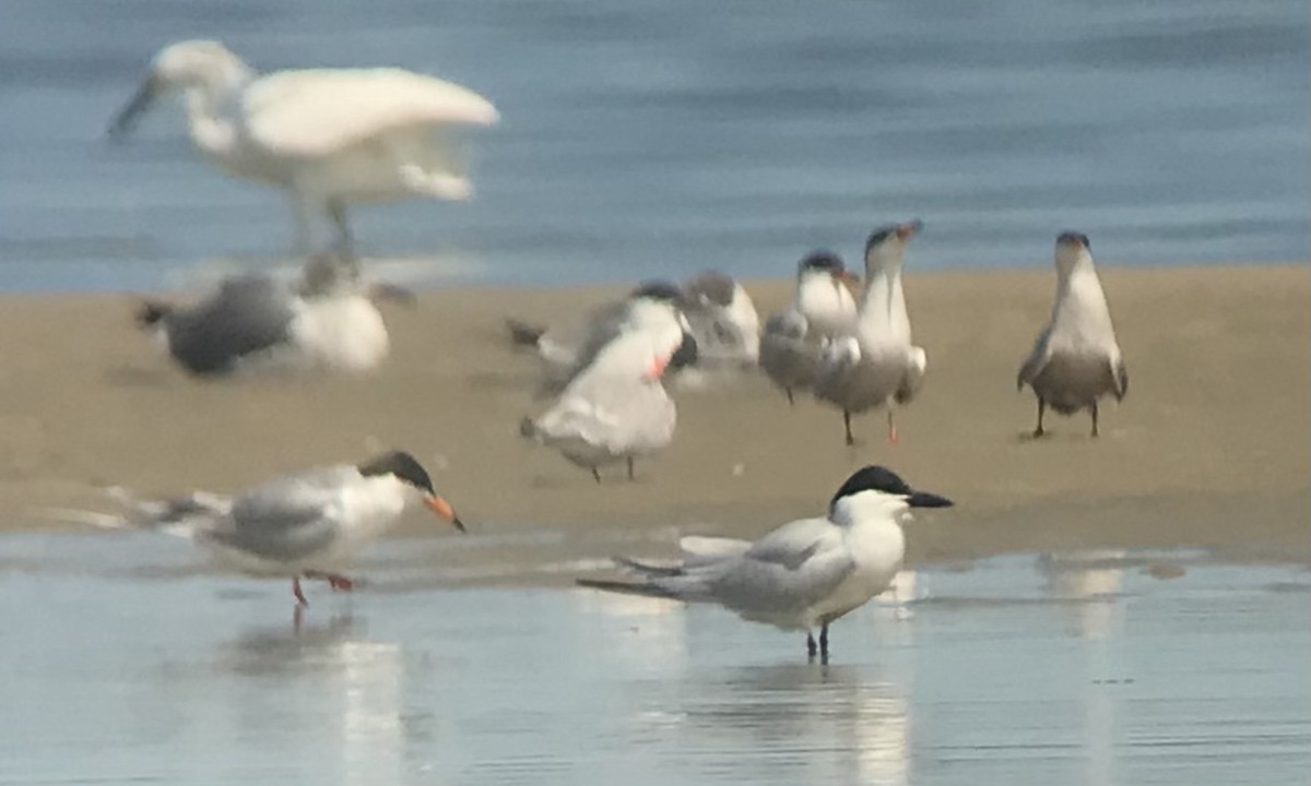 New York Breeding Bird Atlas Checklist - 27 Jun 2024 - Moriches Bay and ...