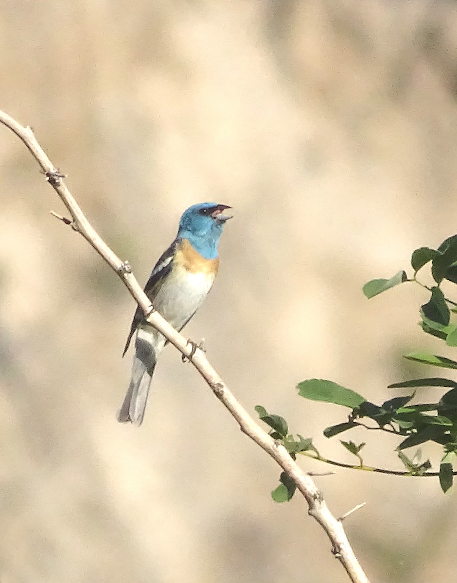 eBird Checklist - 25 Jun 2024 - Black Swift Search Spot, west of Big Pine - 13 species
