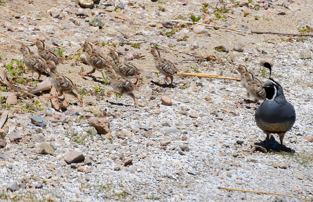eBird Checklist - 18 Jun 2024 - Silver Lake--southeast access - 20 ...