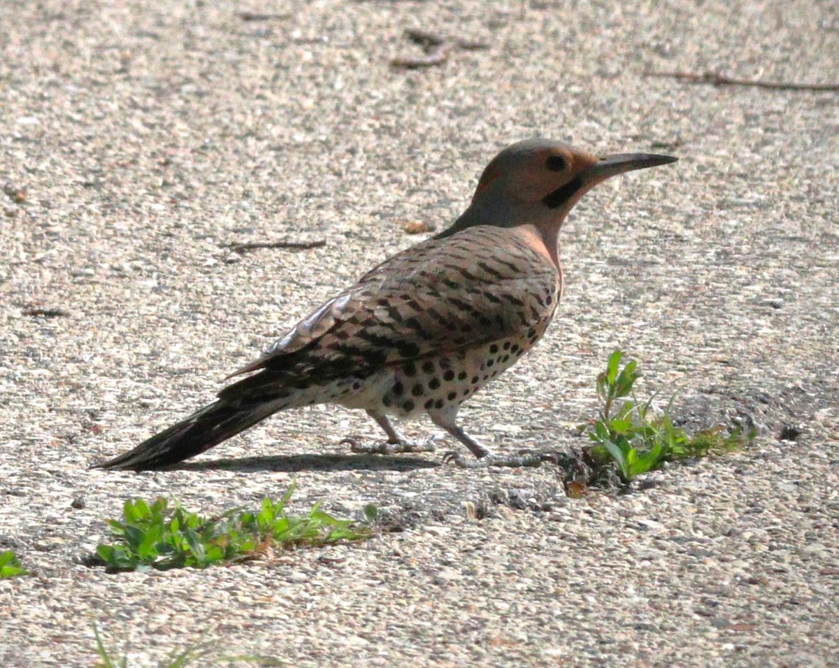 eBird Checklist - 11 Jun 2024 - Horicon Marsh SWA--International ...