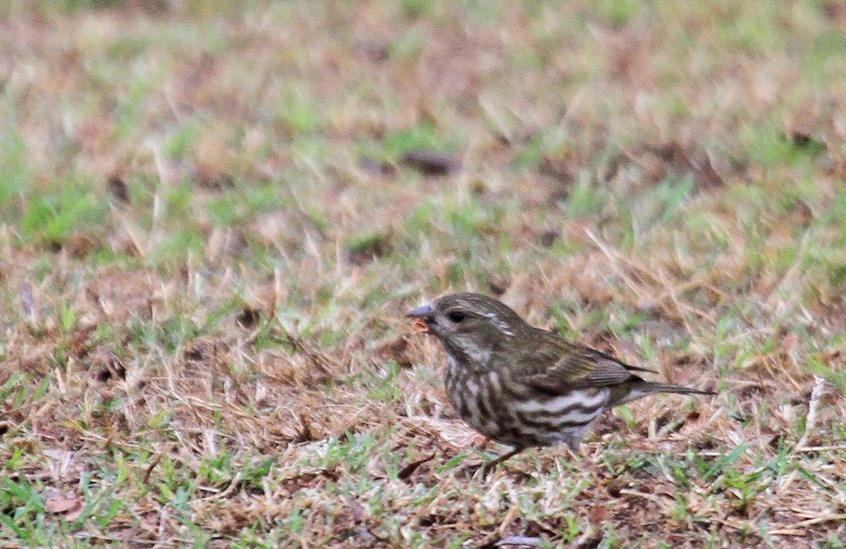 eBird Checklist - 29 Jan 2015 - Lake Havasu City--Rotary Park - 27 species