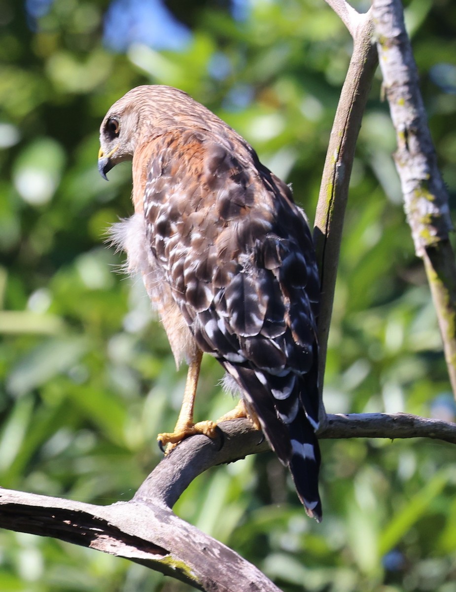 eBird Checklist - 27 Jun 2024 - Long Key Natural Area & Nature Center ...