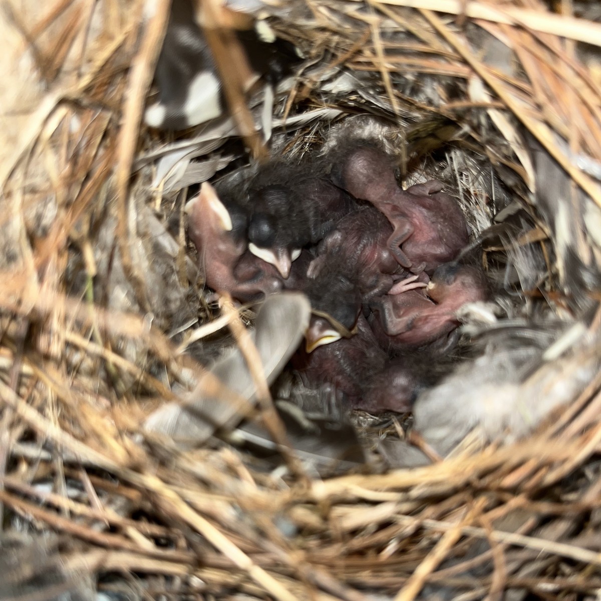 Pennsylvania Bird Atlas Checklist - 21 Jun 2024 - Dreamcatcher Farm - Home - 21 species